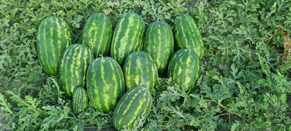 Spanish Watermelons to Harvest in Lagodekhi - Business - CBW