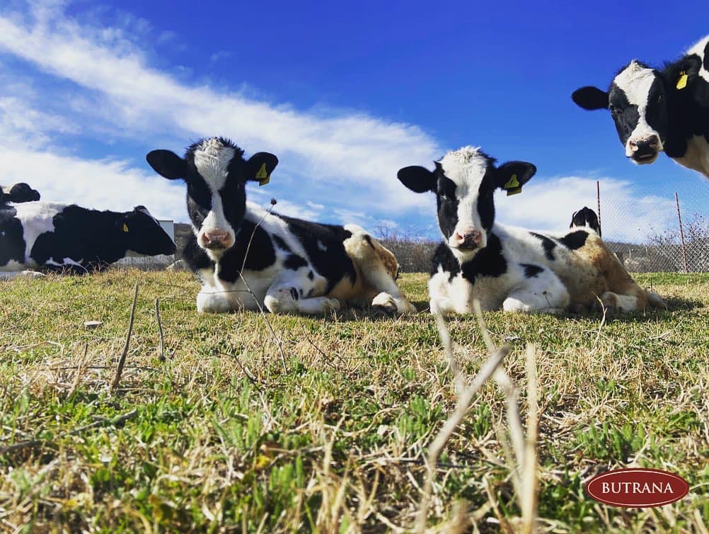 Robots Started Working at the New Farm of Butrana - Business - CBW