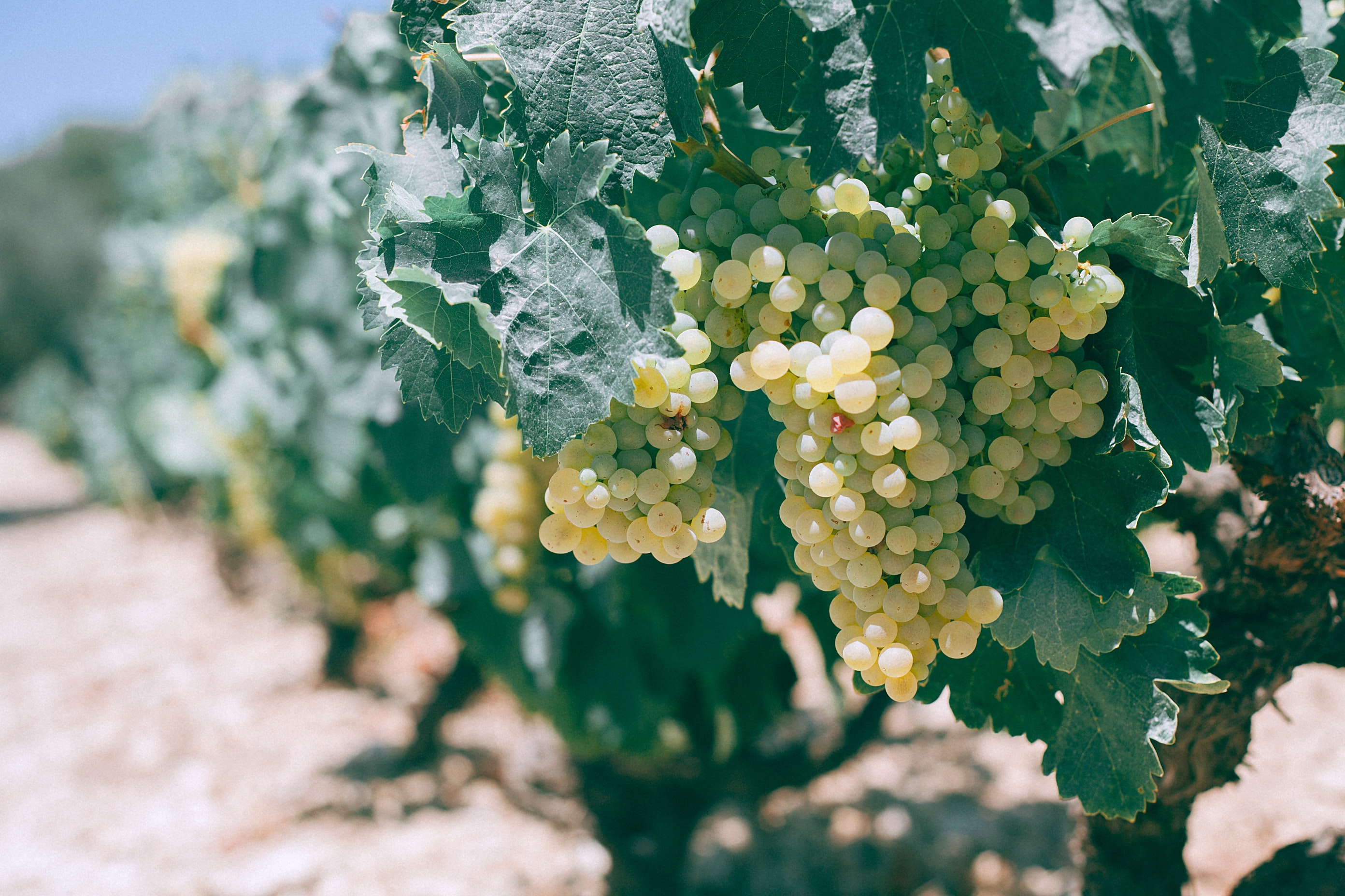 “Zegaani" and "Okureshis Usakhelouri" Added to List of Wines of ...