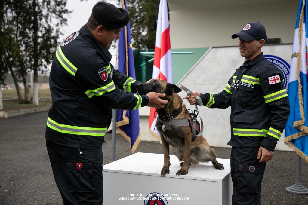 Rescue Dog Tinto Awarded for Heroic Service in Turkey - Culture - CBW