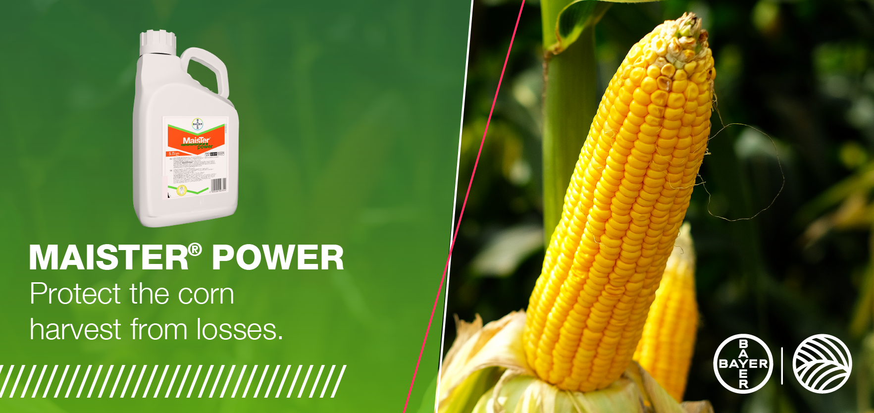 Maister Power – An Innovative Herbicide Offering a New Vision for Corn ...