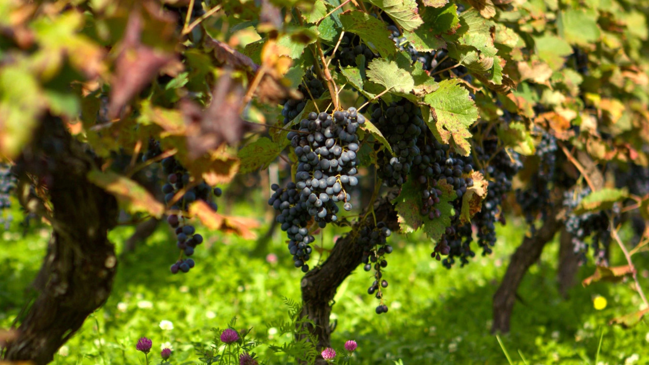 Levan Mekhuzla: A Record 3,000-Ton Grape Harvest Fully Completed in the ...