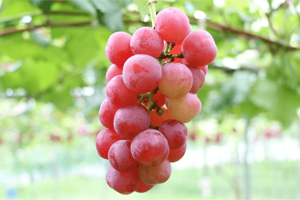 “Three Different Grape Price Categories Will Be Introduced for the 2026 ...