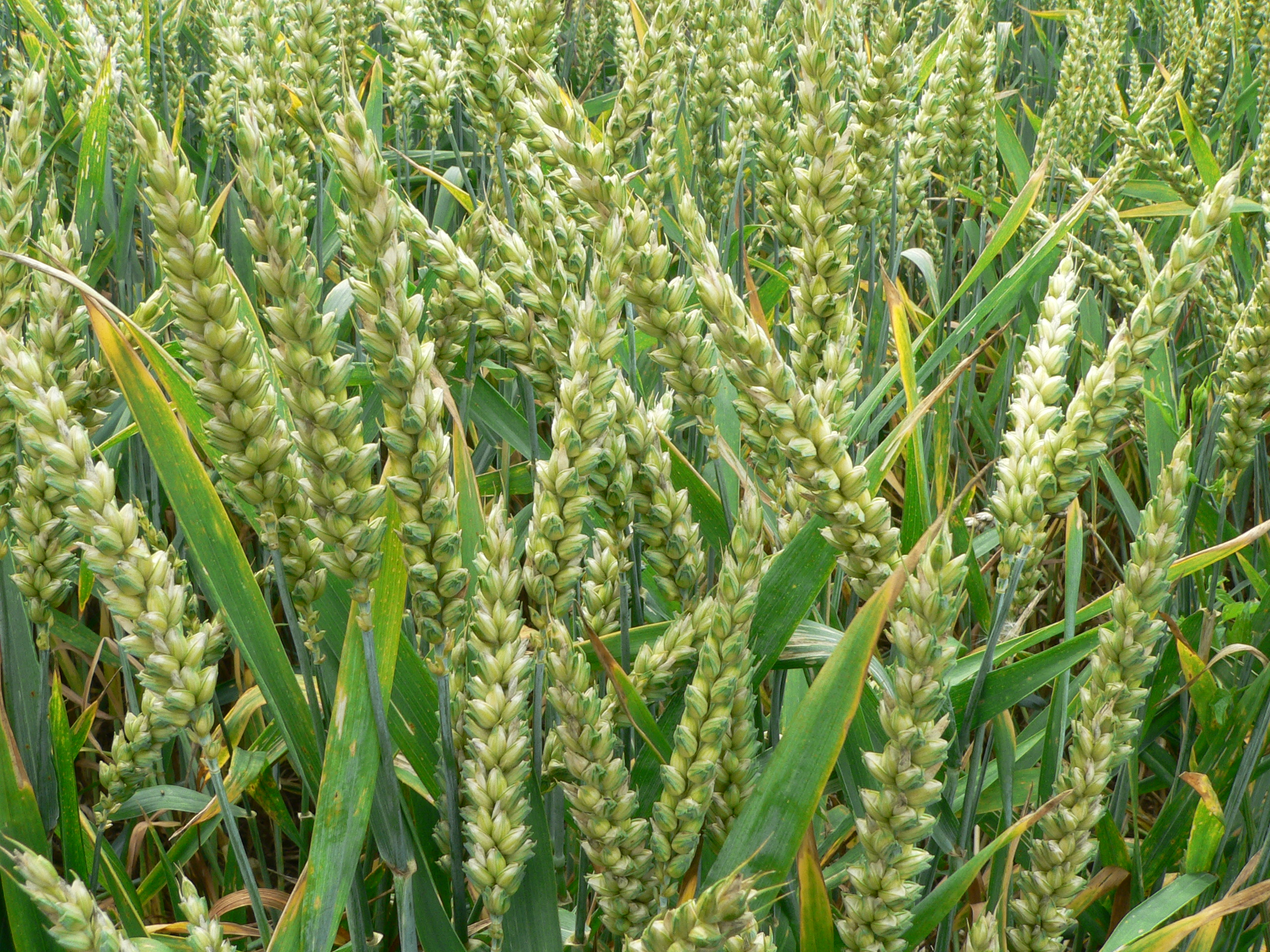 Georgian Wheat Culture Added to UNESCO’s Representative List of the ...