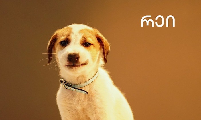 The most famous Georgian dogs are looking for Humans - Culture - CBW