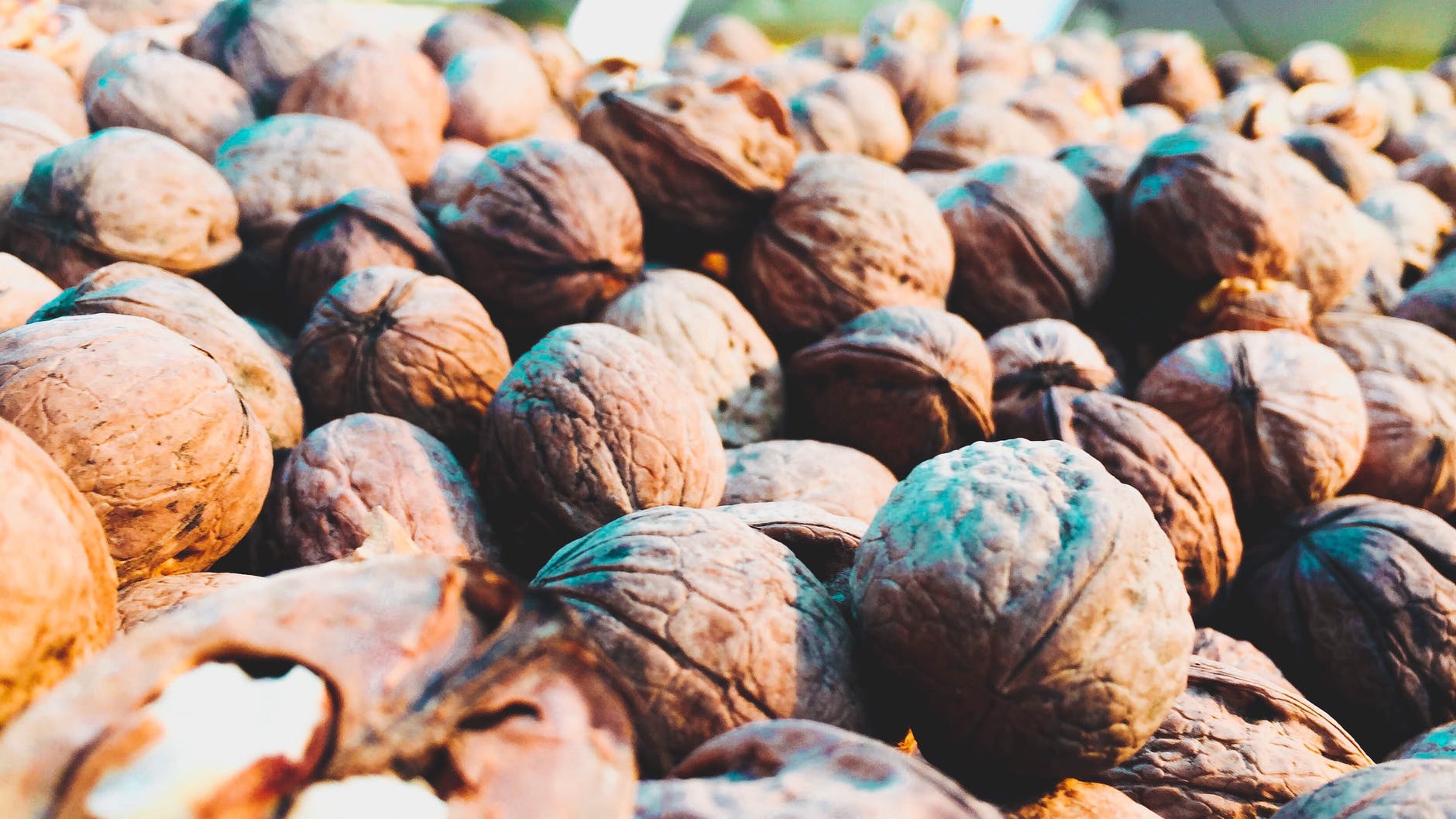 Agronet Set to Build Walnut Processing Plants in Georgia - Economy - CBW