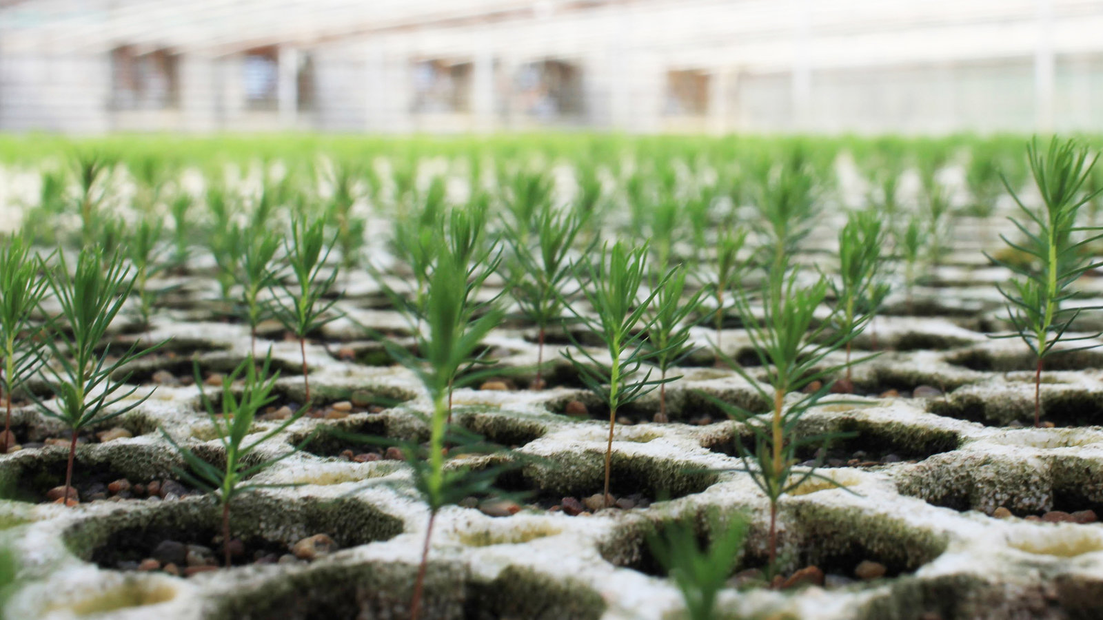 Georgian Forest Nurseries to Introduce International Standards ...