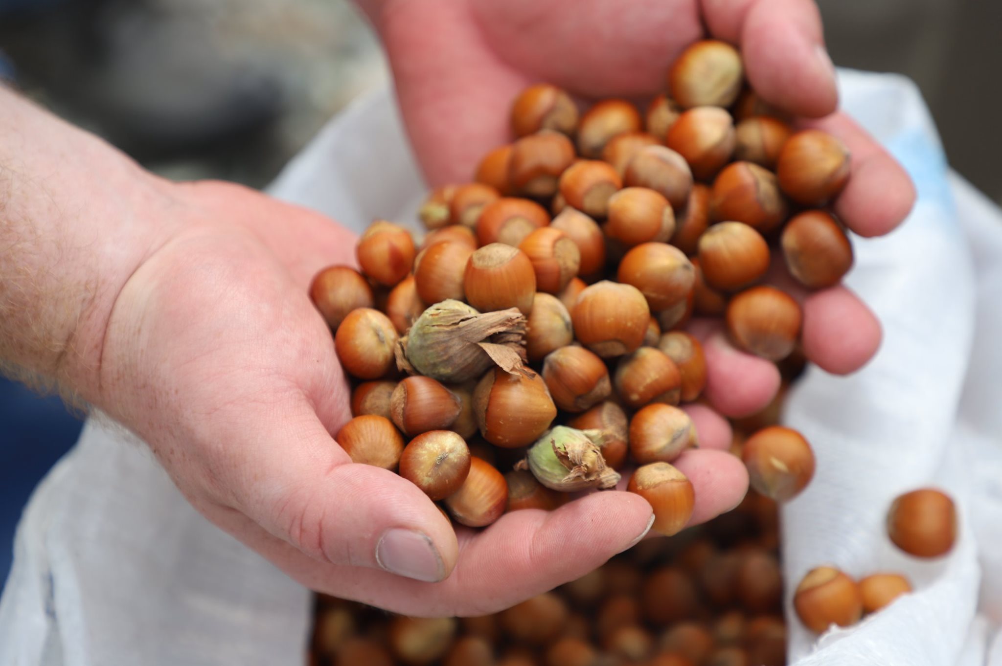 Farmers to Pick about 55,000 tons of Hazelnuts in 2020 - Economy - CBW