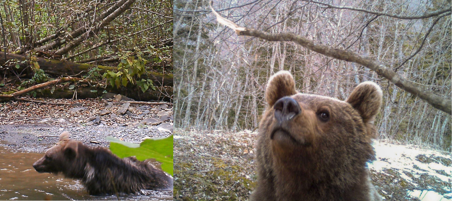 Our Favorite Pictures of Wild Animals Captured at Georgian National ...