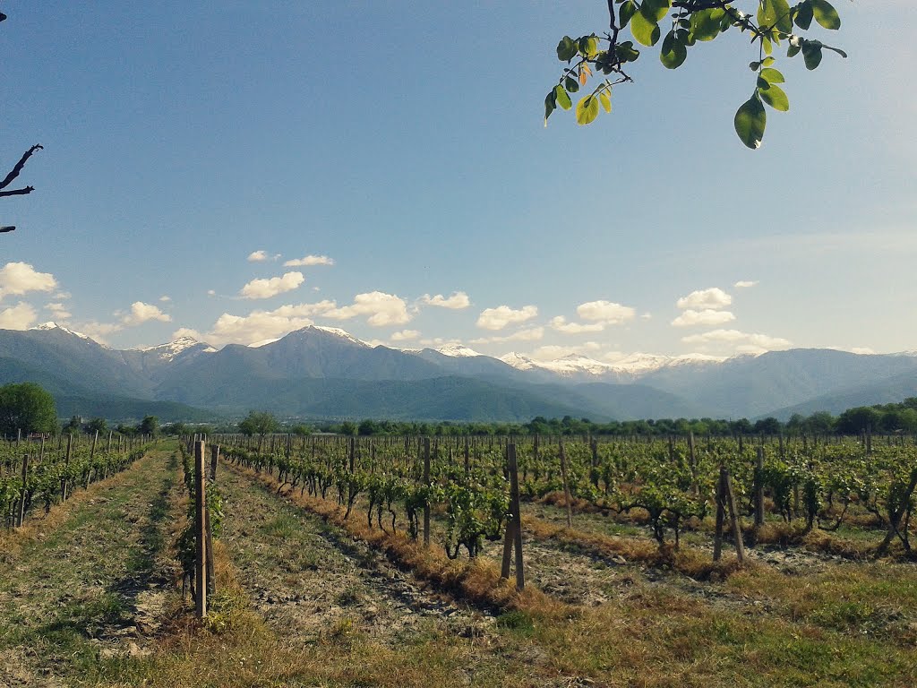 Several Regions of Eastern Georgia Adopt Vineyard Cadaster Program ...