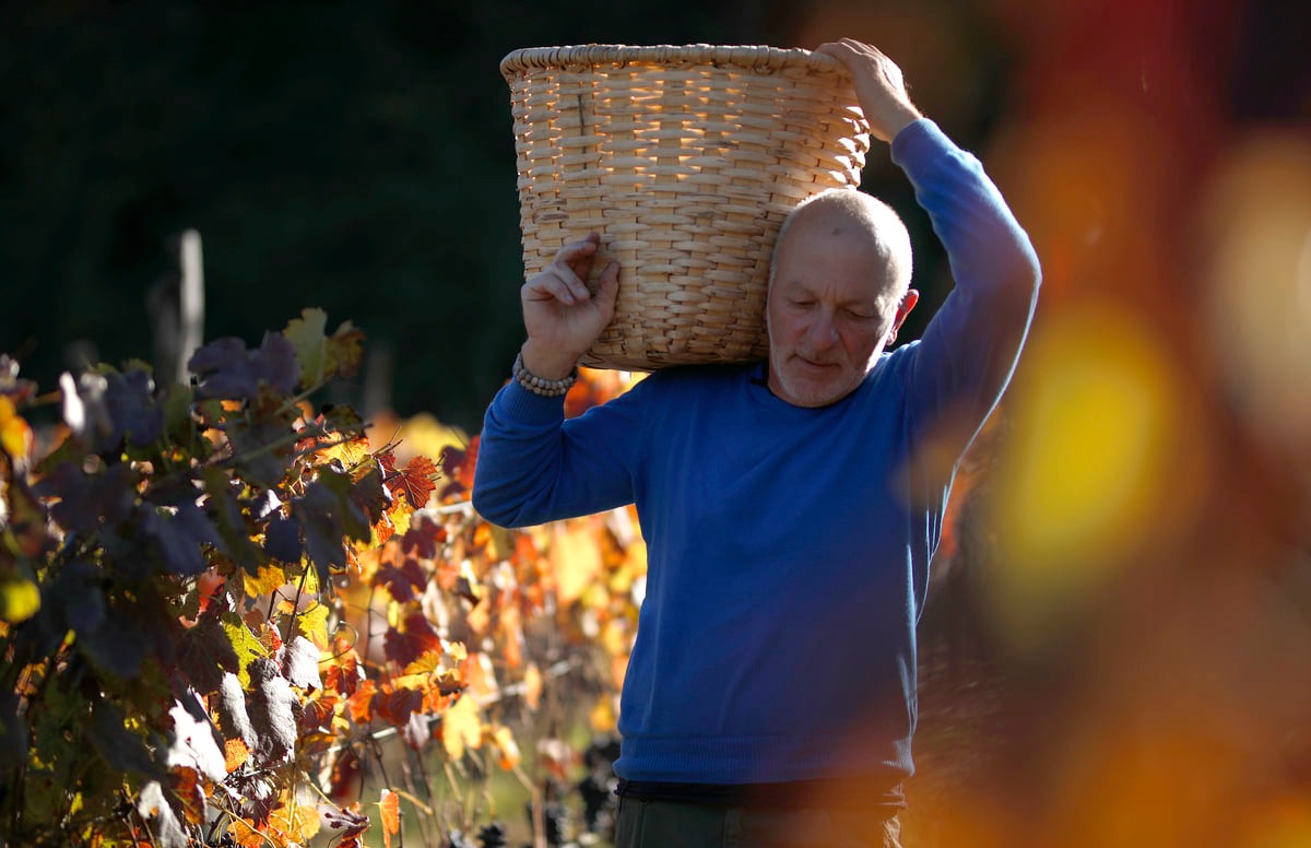 Khomlis Marani's Usakhelauri is on Sale in London for 900 Pounds - Wine ...